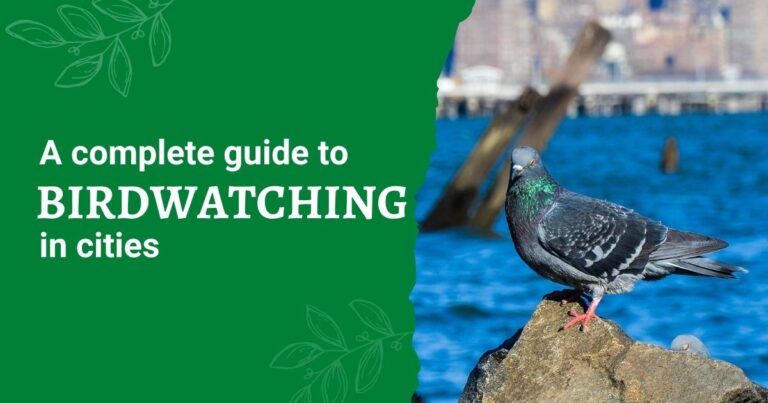 A Complete Guide To Birdwatching In A City - My Birdwatching