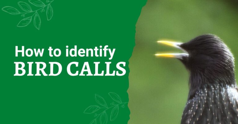 How To Identify Bird Calls - My Birdwatching